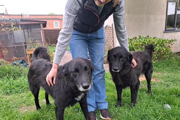 Four dogs rescued from Bosnia still looking for forever homes
