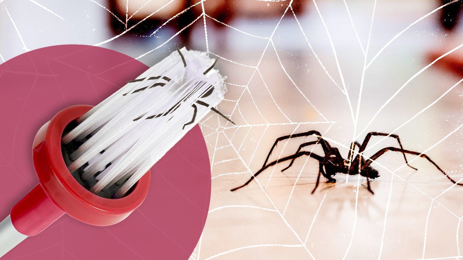 Catch spiders easily with this amazing new gadget