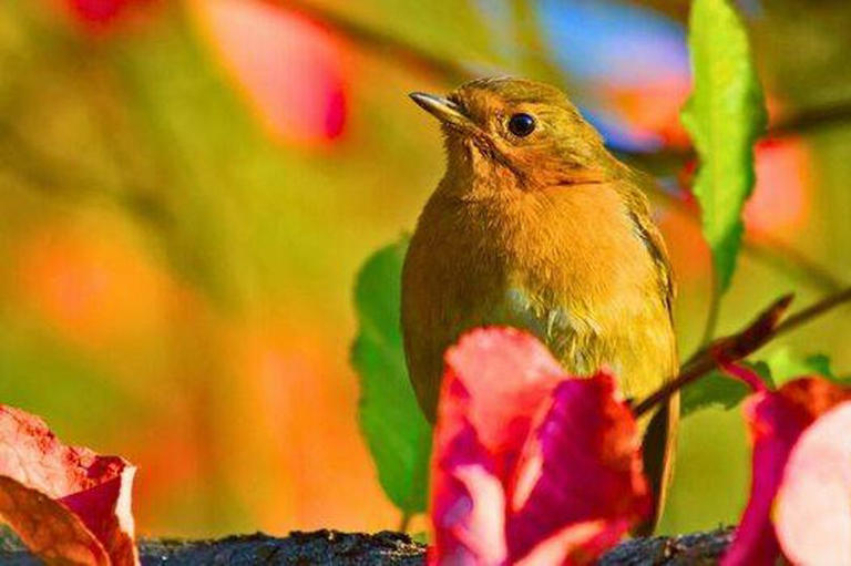 Robins will visit your garden again and again if you grow 7 plants they ...