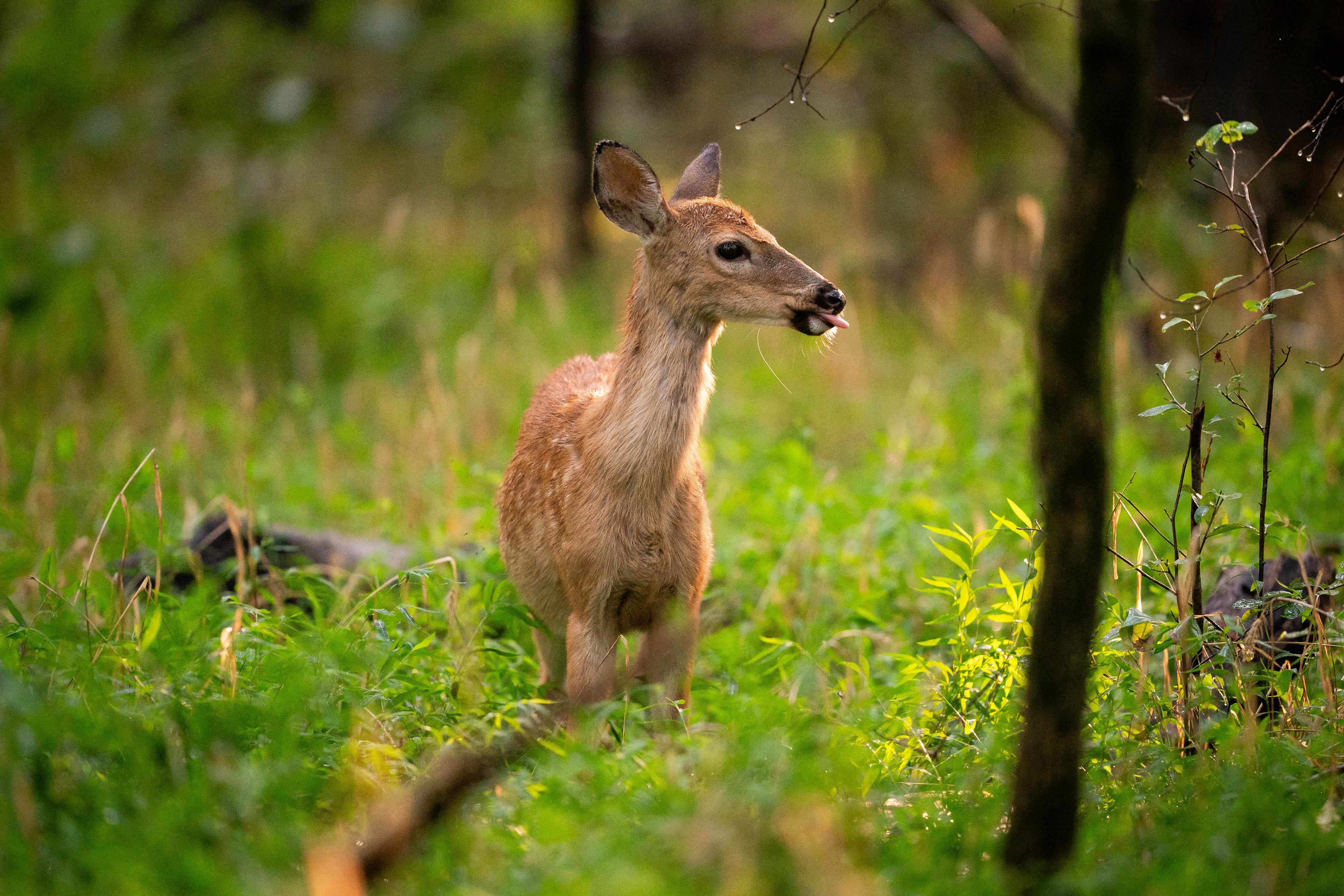 Got deer, hungry for venison? Find a meat processing center in Middle ...