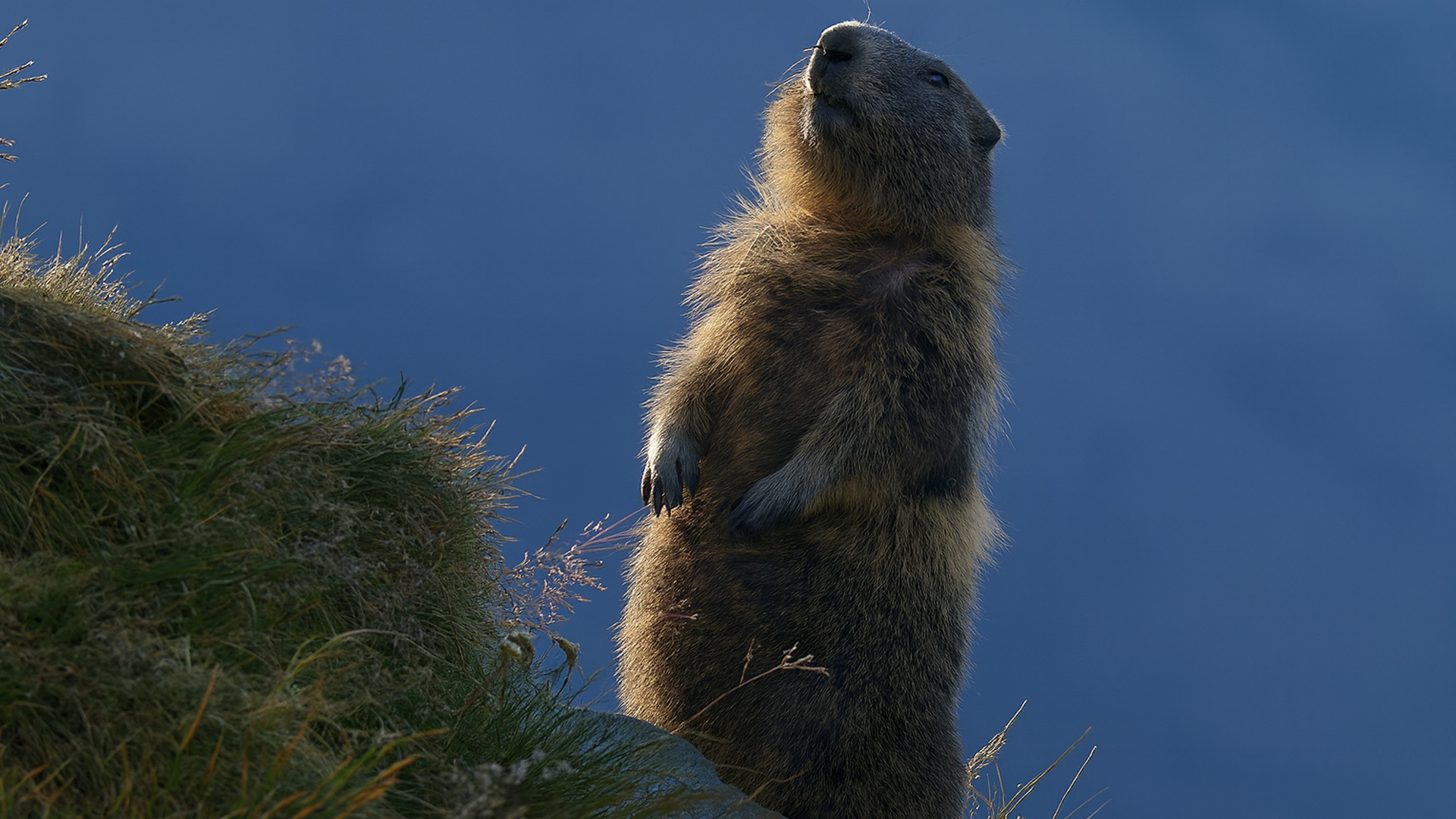 Lago Kaindy: El bosque sumergido de Kazajistán en 4K