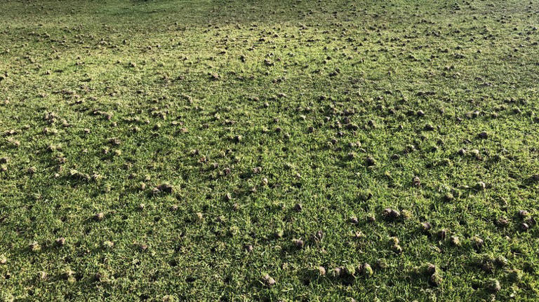 Avoid These Mistakes To Get The Most Out Of Aerating Your Lawn