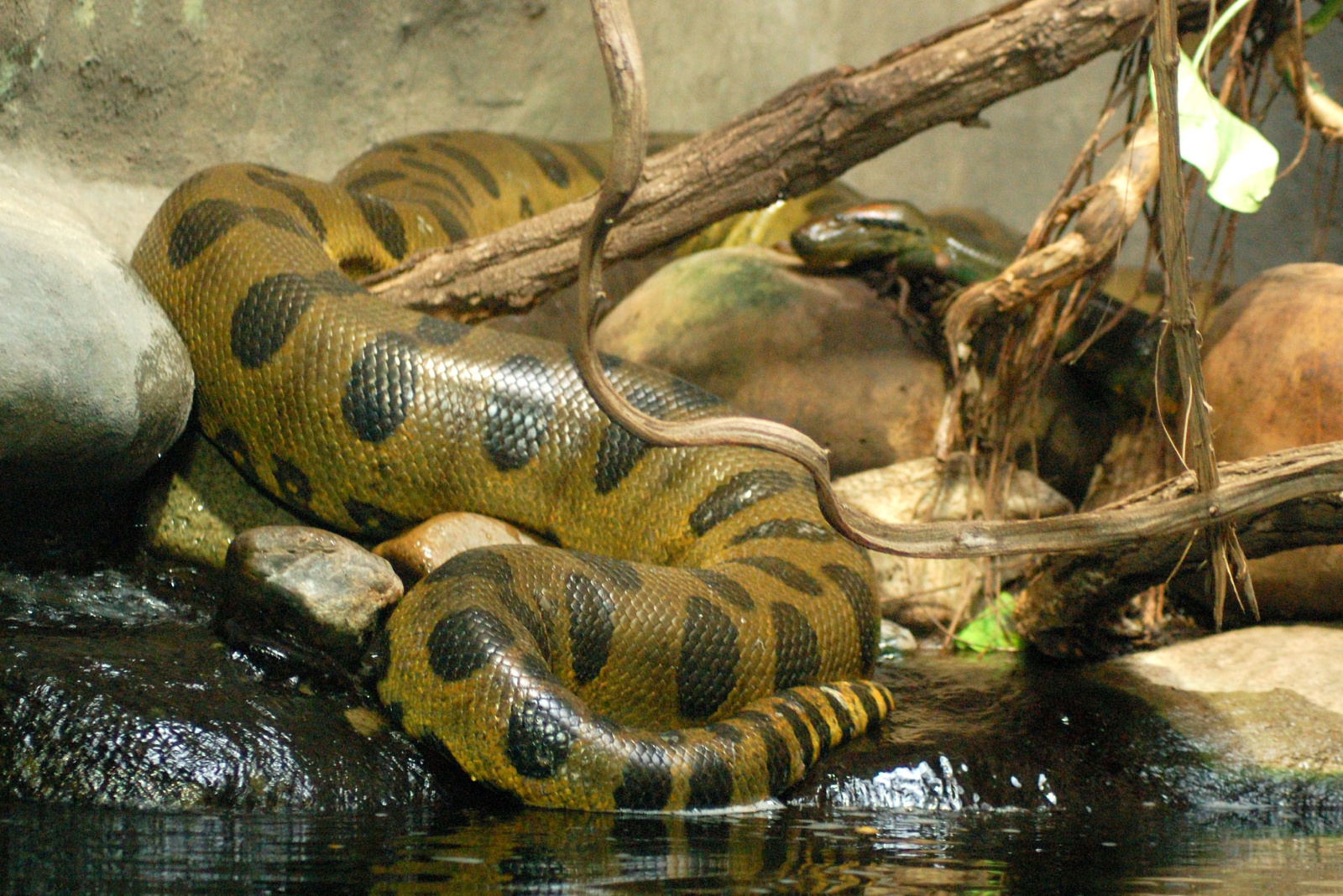 6 Facts About The Gigantic New Snake Species Discovered In The Amazon ...