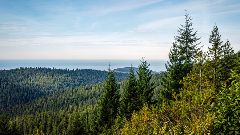 Hidden In The Heart Of California's Redwood Forest Is A Coastal Town ...