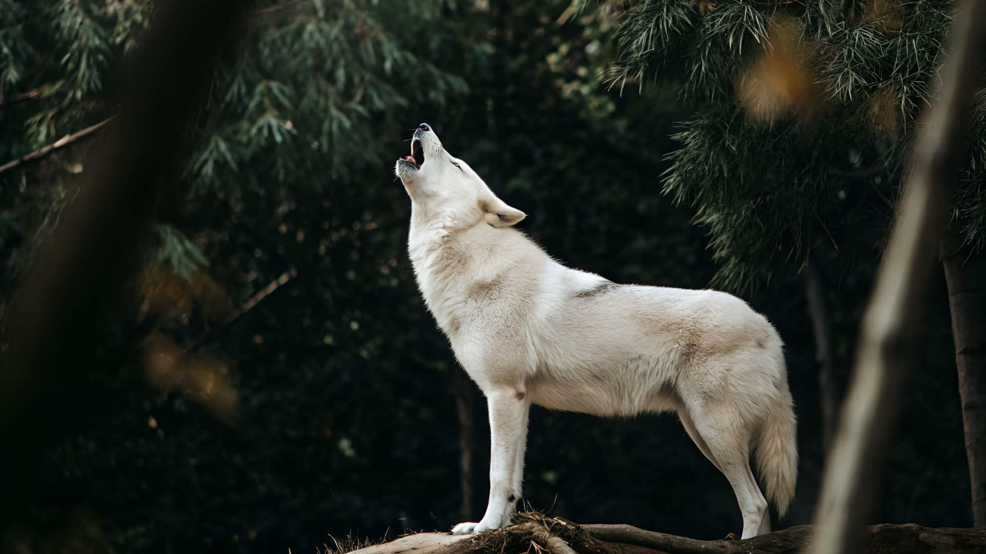 Game Of Thrones Made Wolves Legendary – 6 Facts About Dire Wolves