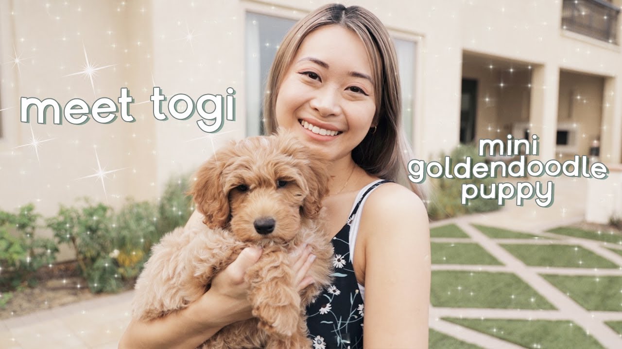 What my first pup is teaching me