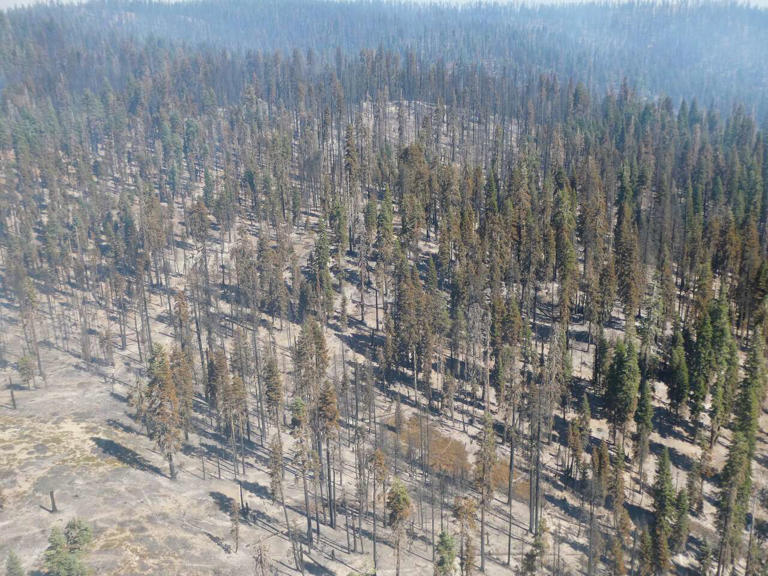 ‘All the trees are dead': An ancient California forest has been wiped out