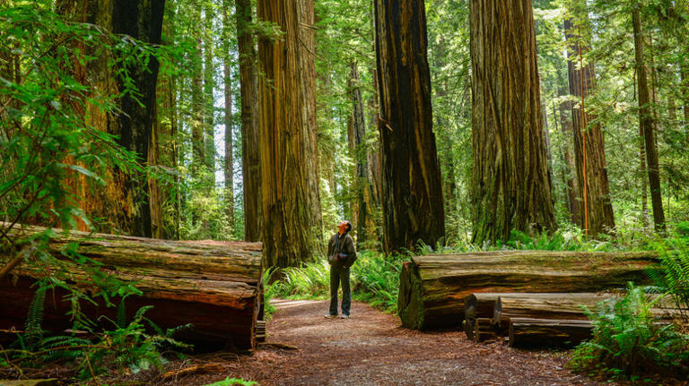 Hidden In The Heart Of California's Redwood Forest Is A Coastal Town ...