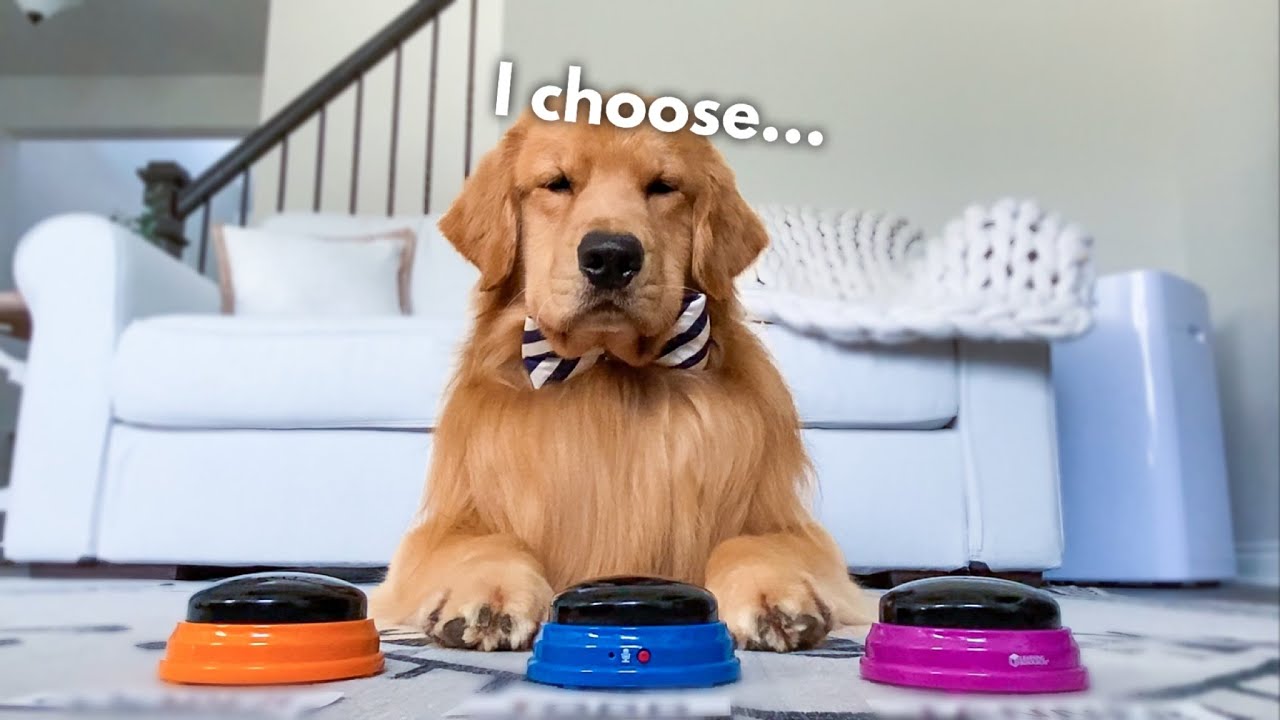 Dog Decides His Puppy’s Name