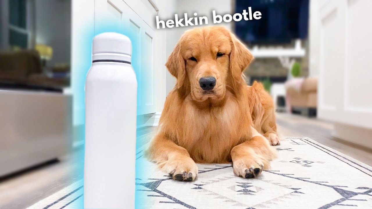 Dog Reacts to Water Bottle