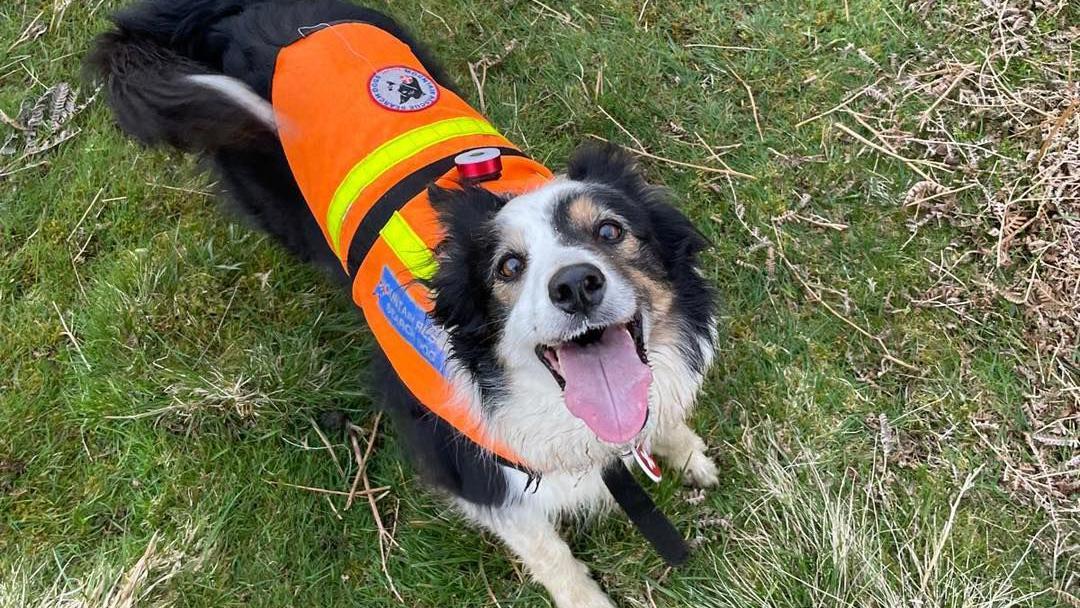 Retiring mountain rescue dog hangs up harness