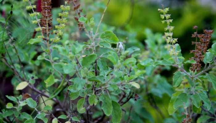 What Is The Scientific Name Of Tulsi? Check Health Benefits, And Why It ...