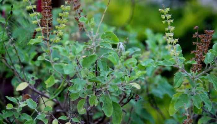 What Is The Scientific Name Of Tulsi? Check Health Benefits, And Why It ...
