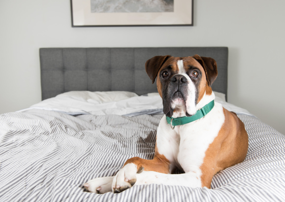 Boxer Pressures Dad to Leave Her Favorite Spot in Bed and It Works Like ...