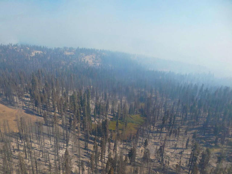 ‘All the trees are dead': An ancient California forest has been wiped out