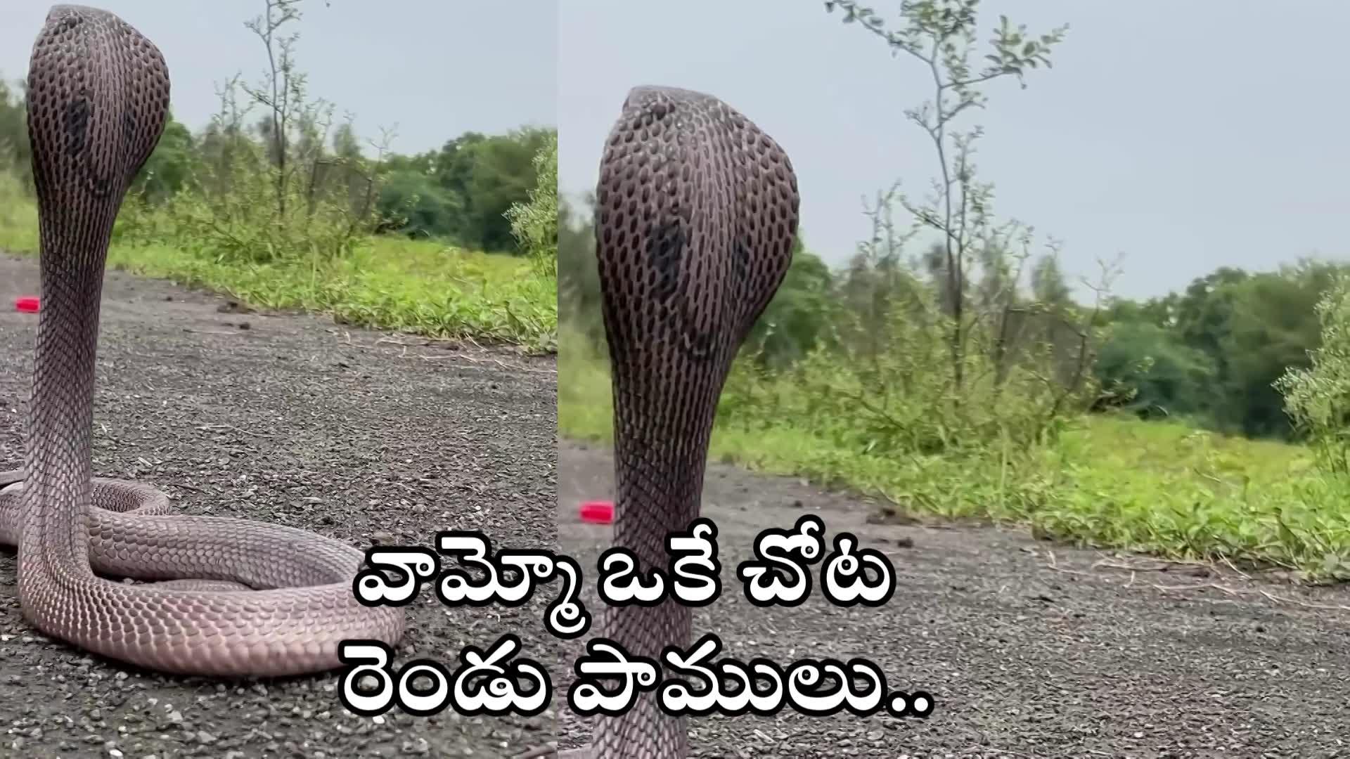 Cobra Snake Video: రోడ్డుపై రెండు రాజనాగులు.. వామ్మో.. వీడియో చూస్తేనే ...