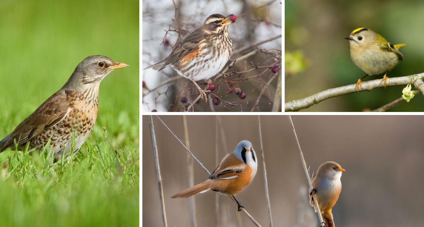 RSPB: Four elusive and visiting birds you can spot in the UK in October ...