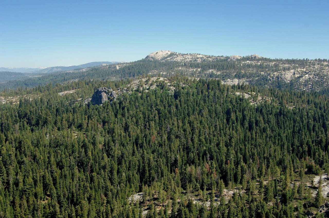 ‘All the trees are dead': An ancient California forest has been wiped out