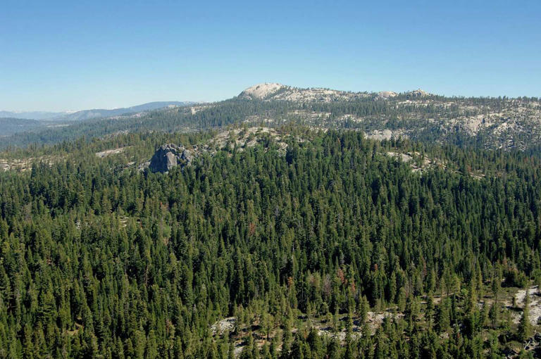 ‘All the trees are dead': An ancient California forest has been wiped out