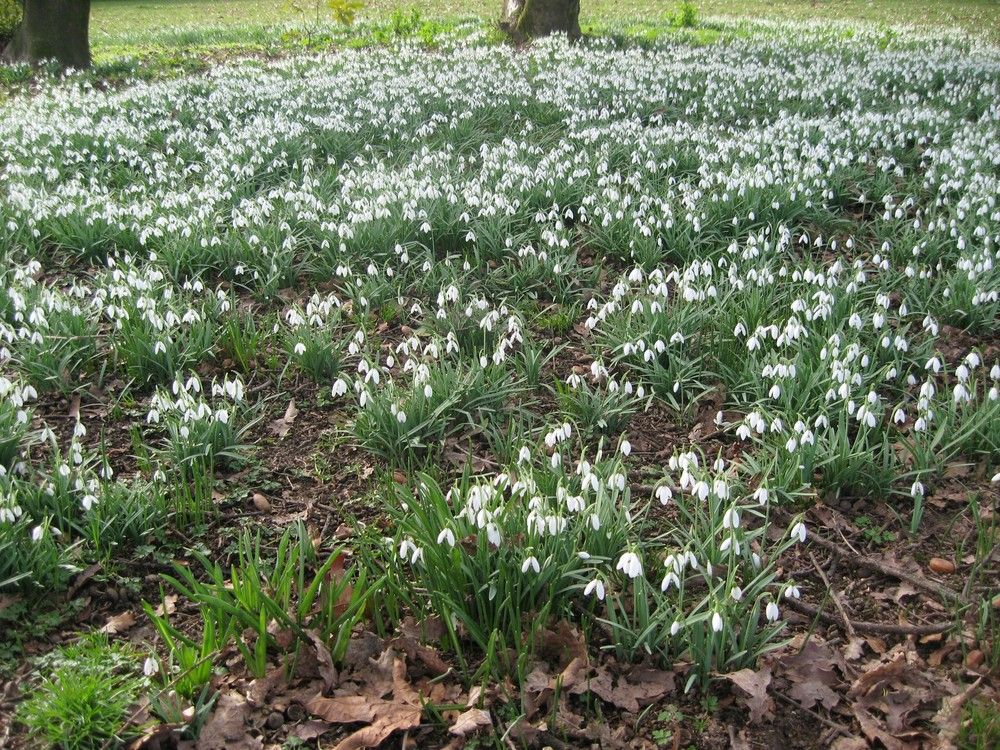 Brian Minter: Planting spring bulbs? Try putting some in your lawn