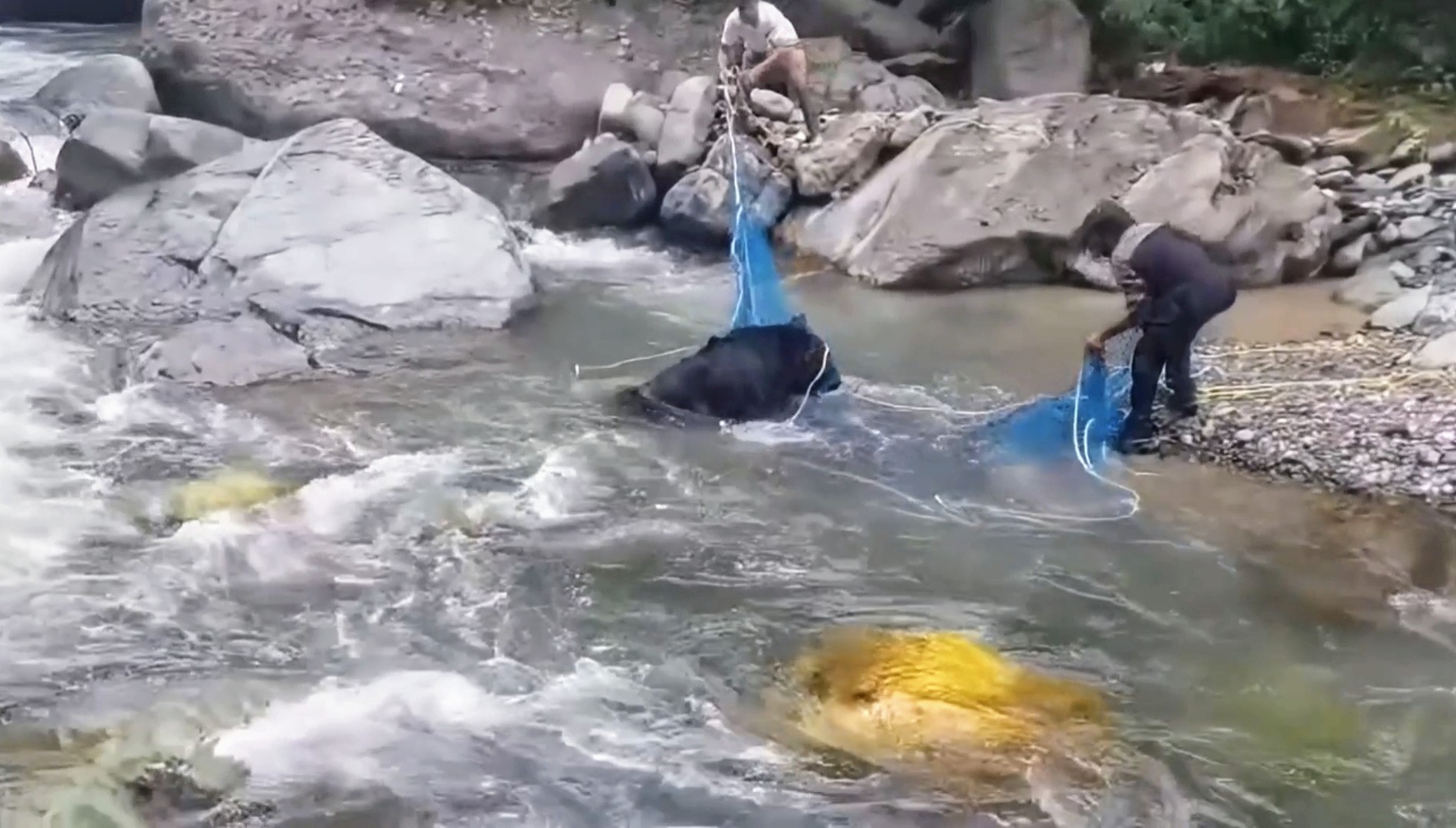 Wildlife dept officials rescue pregnant black bear trapped in river ...