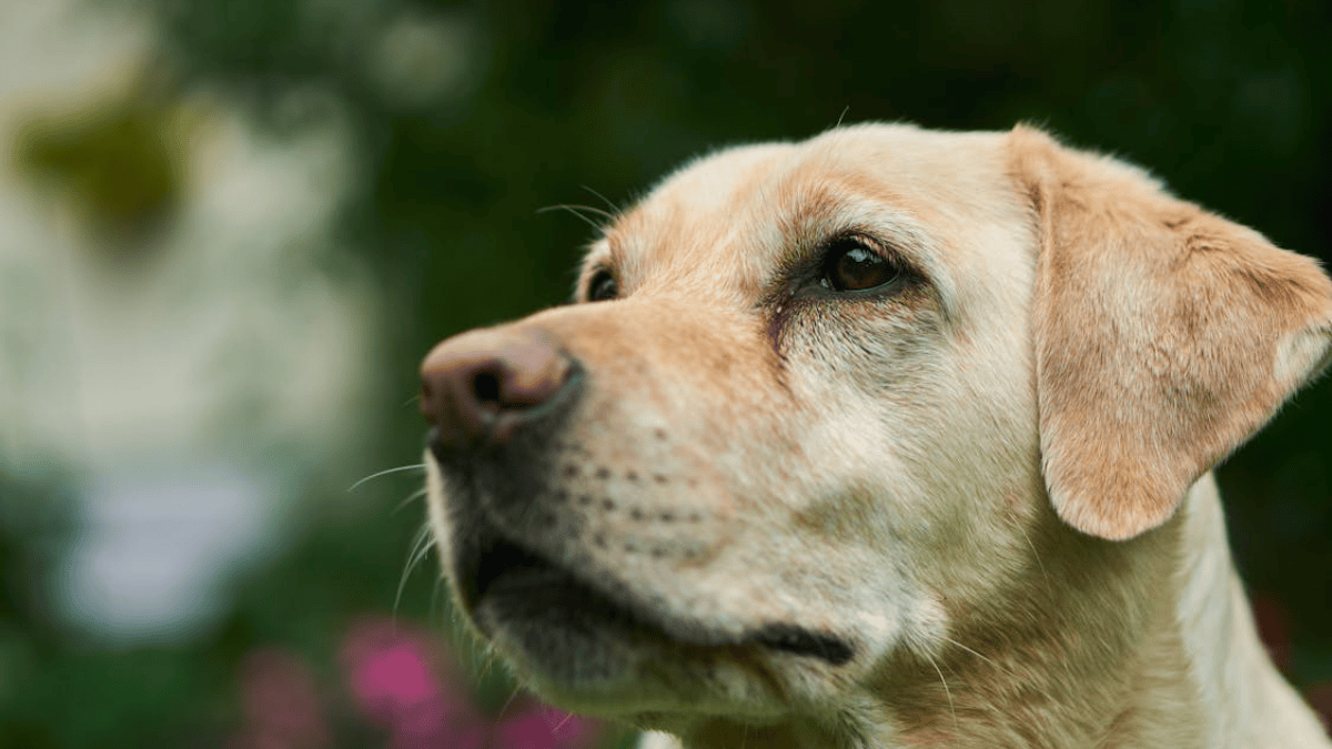 13 dog breeds that thrive on lots of love and human companionship