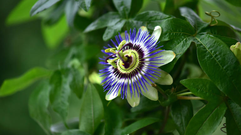 12 Low-Maintenance Flowers That Give A High-End Garden Look Without The ...