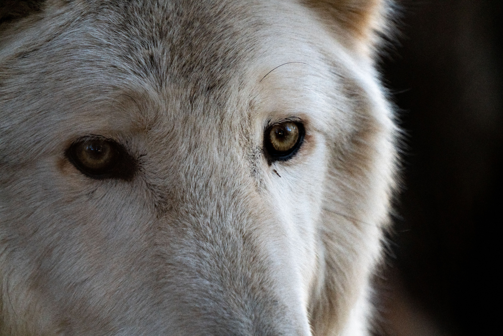 Game Of Thrones Made Wolves Legendary – 6 Facts About Dire Wolves