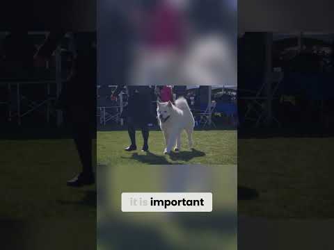 How Akita dogs became legends in Japan!