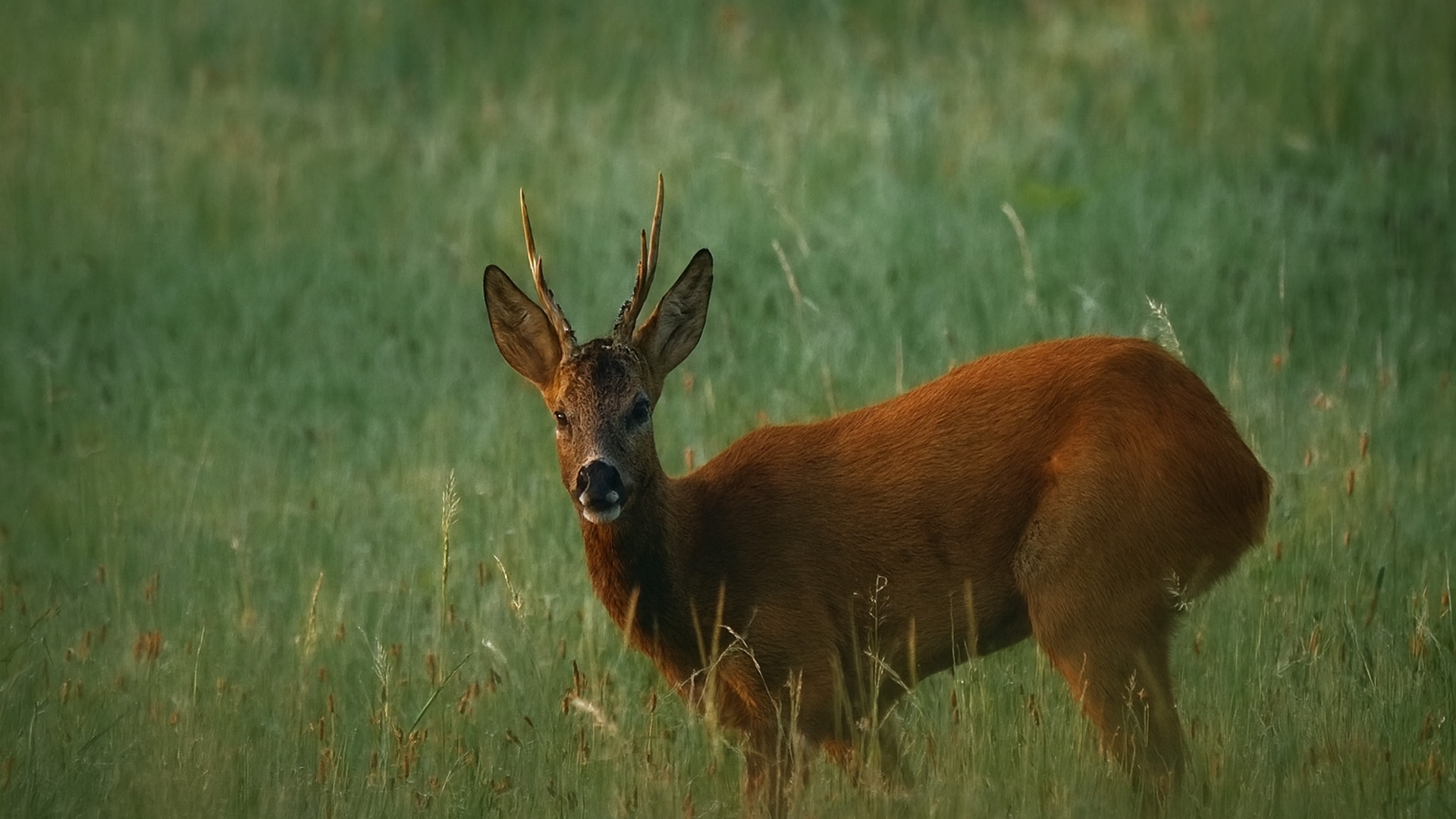 Wildlife Encounters in the Wilderness