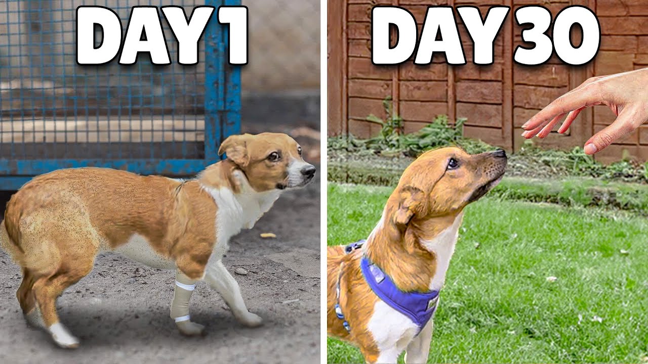 From Scared Pup to Loved Dog