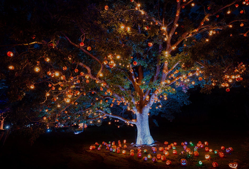 Must-See Jack-o'-Lantern Displays and Pumpkin Festivals in New Jersey 2025