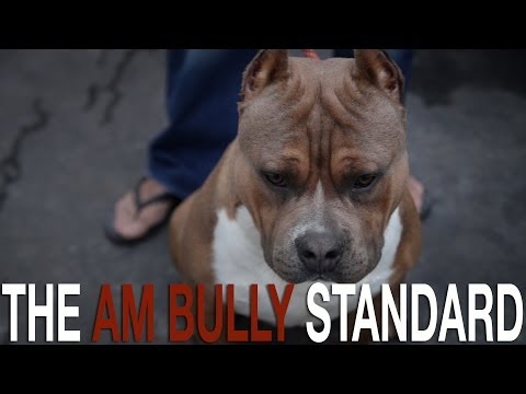 THE AMERICAN BULLY BREED STANDARD