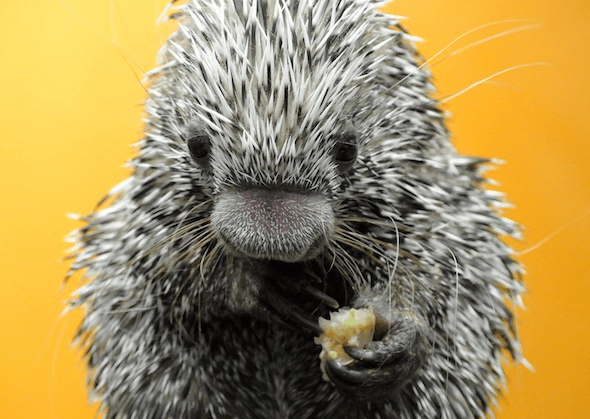 35 Itty Bitty Cute Baby Animals To Bring A Smile To Your Face (October ...