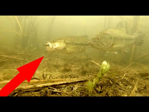 Underwater bed fishing footage you have to see
