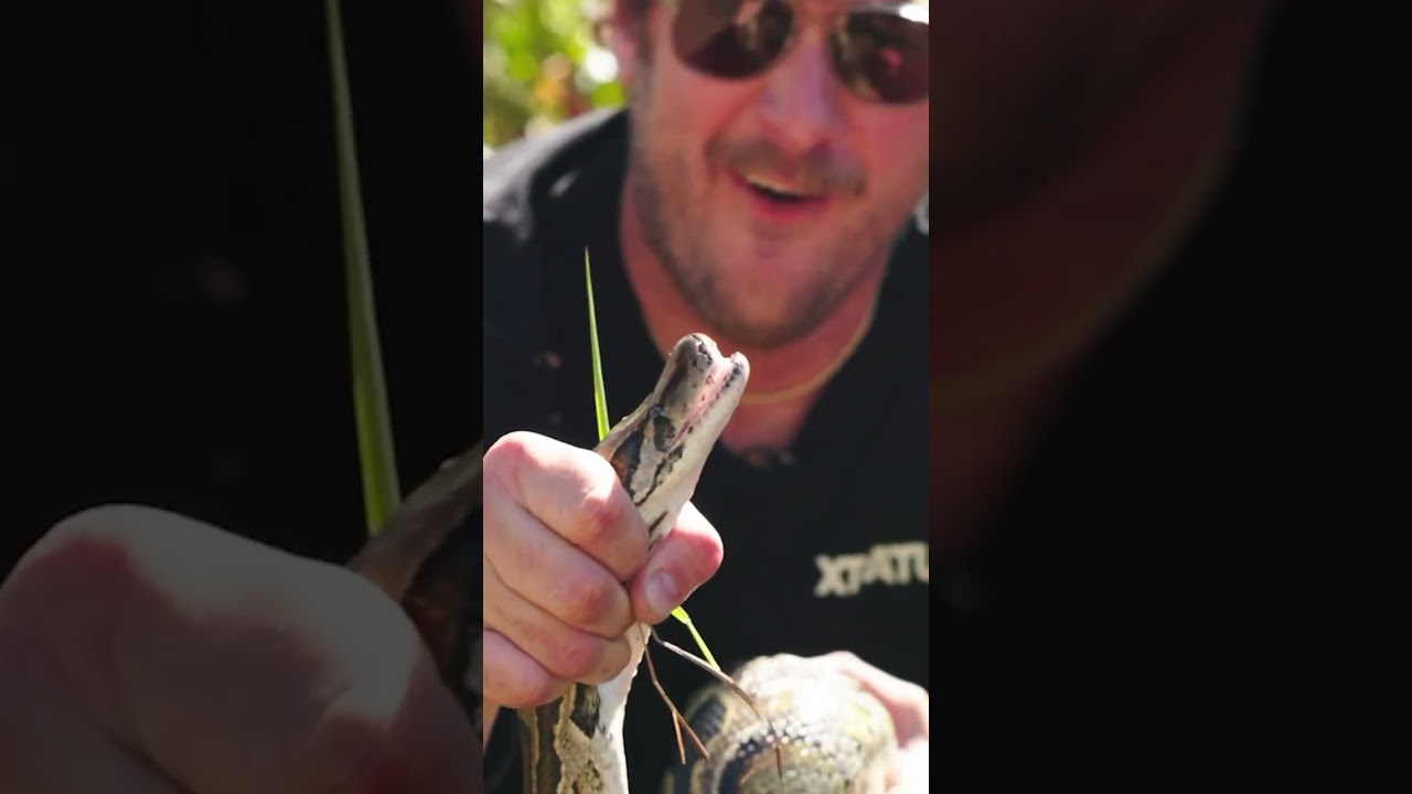 How To Catch Invasive Python And Cook It Safely