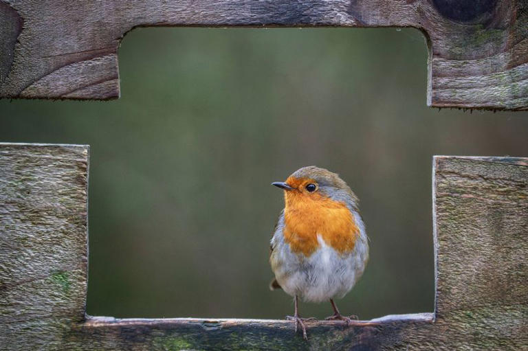 Robins will visit your garden again and again if you grow 7 plants they ...