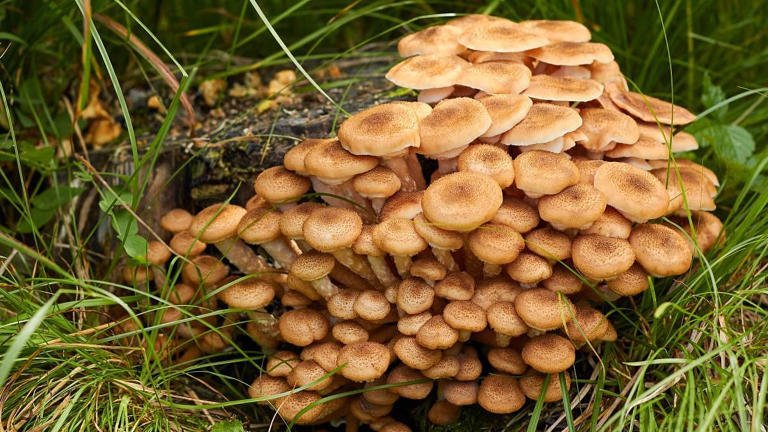 Dýňová sezóna v Česku je tady. Skliďte si tu svoji, na polévku nebo pro ...