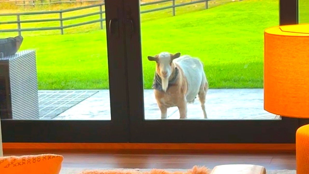 Menace on the terrace! Head-banging goat has no patience