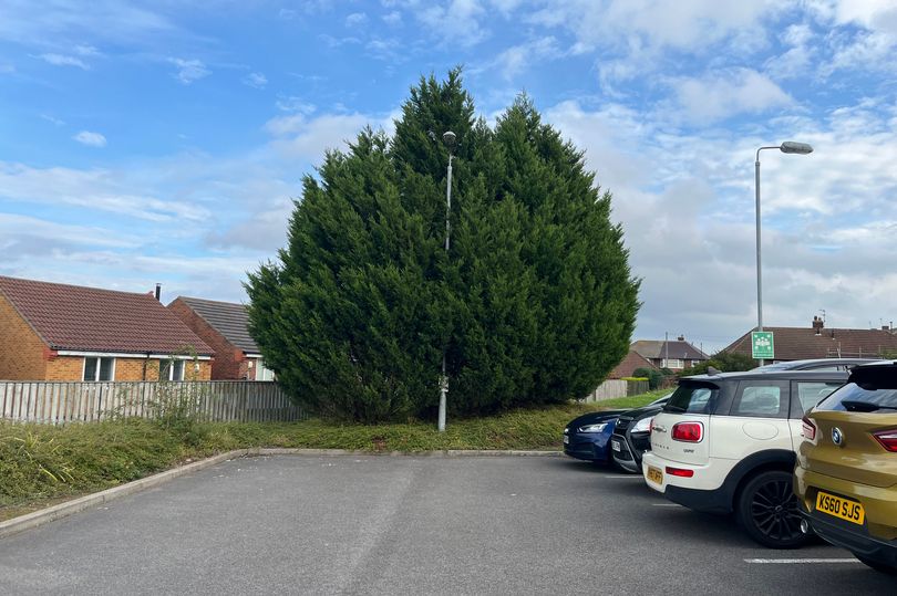 Rapidly growing conifer trees 'that block sunlight' now set for the ...