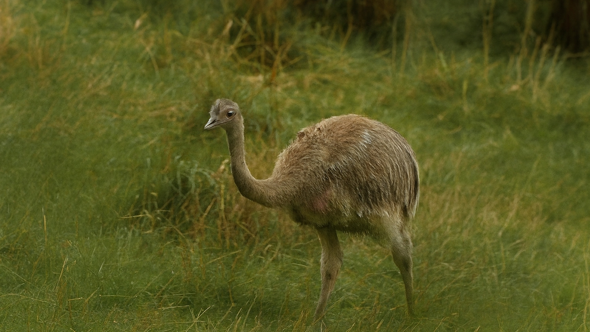 Ontmoetingen met wilde dieren in de open natuur