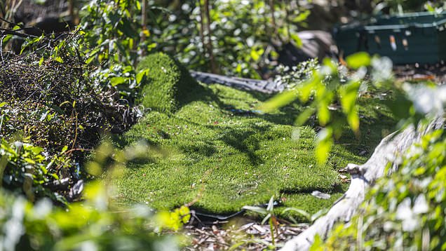 Grass cells look like smiley faces