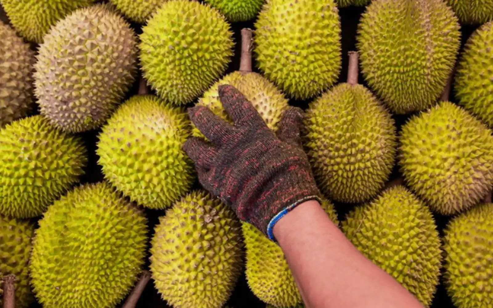 Only grade C durians sold for RM1 per kg, says Fama