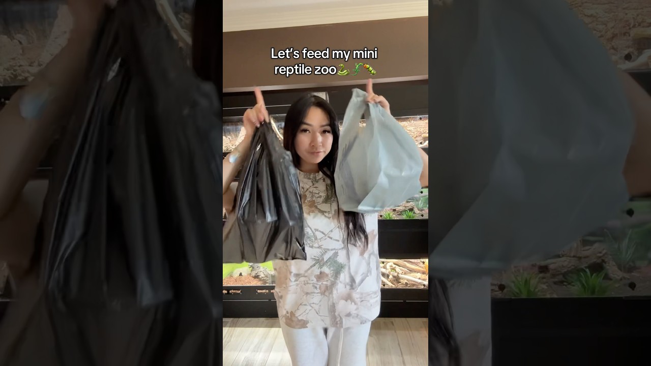 Feeding my mini reptile zoo