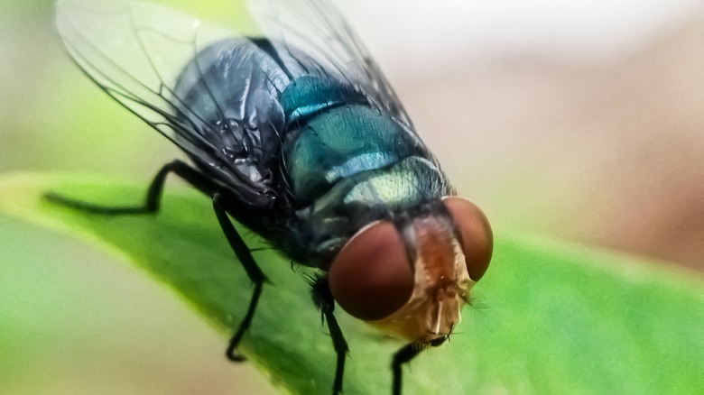 This Disturbing Parasite Has Returned To The US After Nearly 60 Years