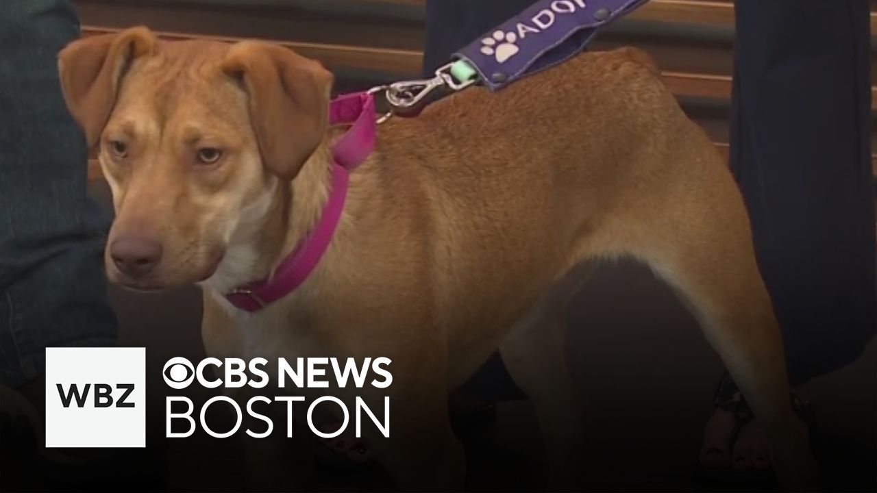 A Massachusetts organization finds dogs new homes without using a shelter
