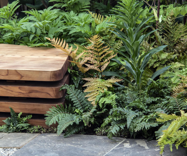 The only plant you need for a natural slug-proof barrier: It's low ...
