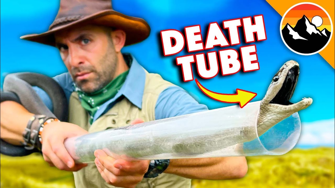 Rescuing the World’s Deadliest Snake