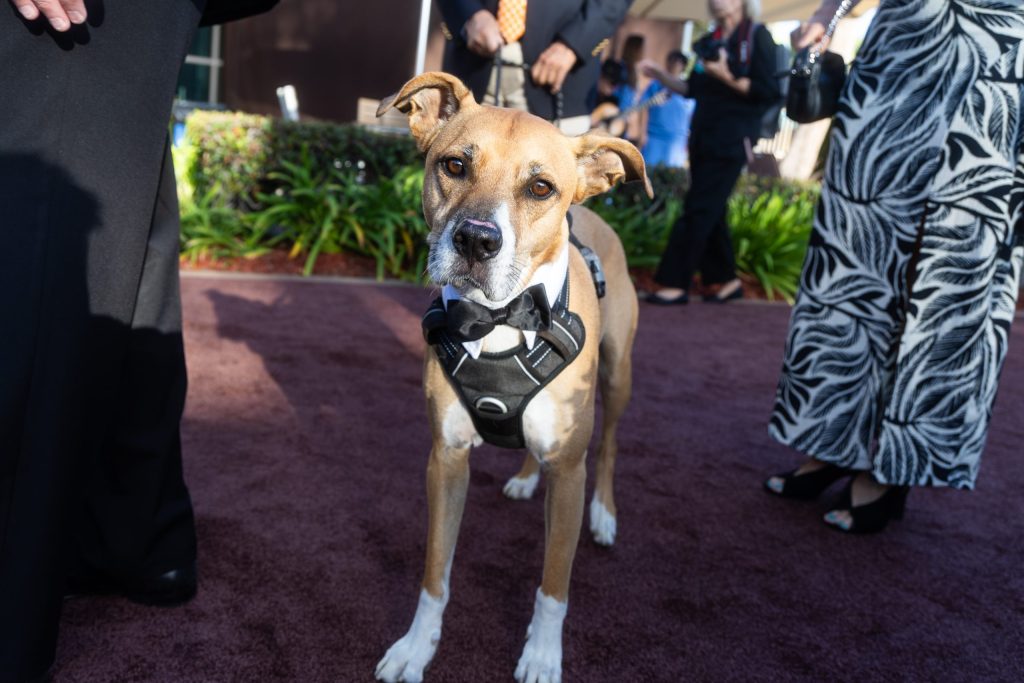 Humane Society rolls up in style at ‘Fur Ball’
