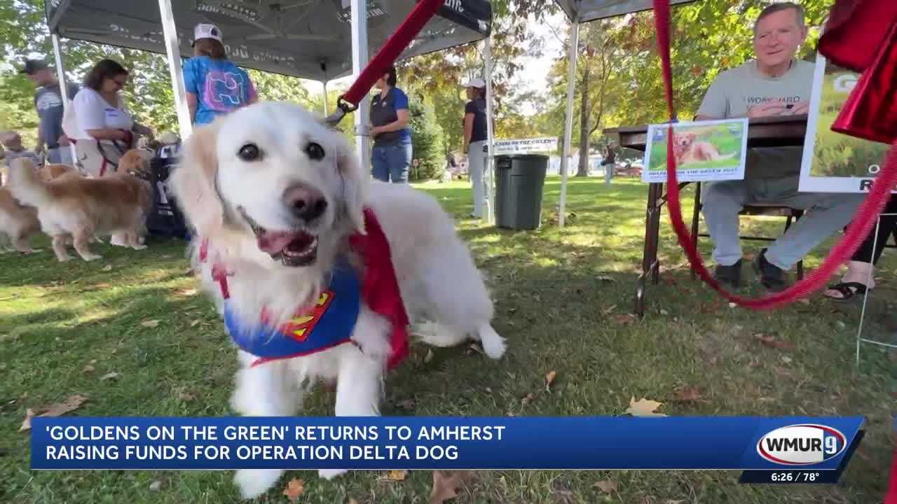 Goldens on the Green returns to Amherst, raises money for Operation ...